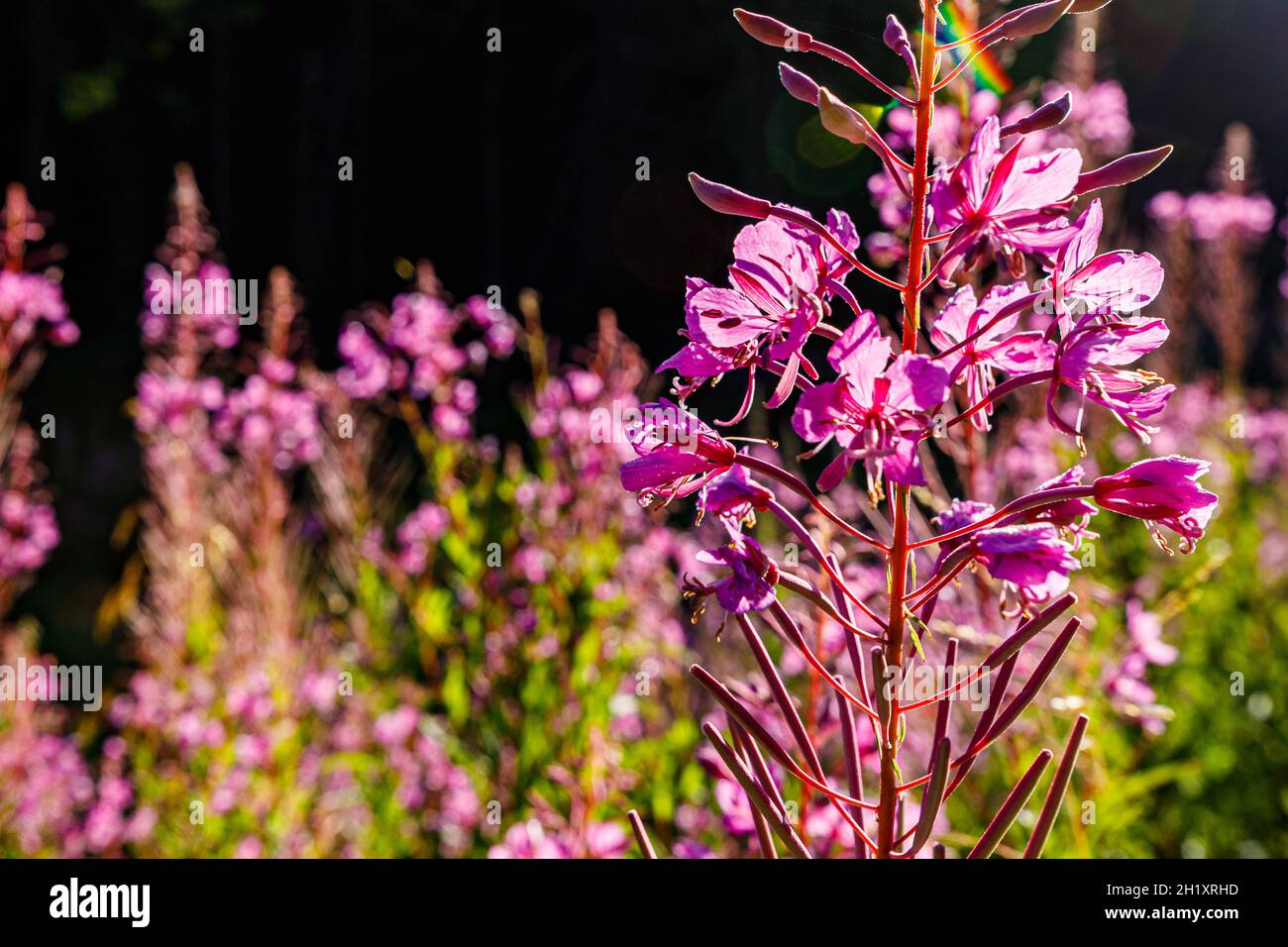 Fireweed Flowers are blooming in the carpathian forest Stock Photo - Alamy