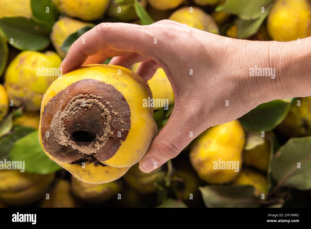 Ready to waste rotted yellow quince apple in hand of caucasian farmer ...