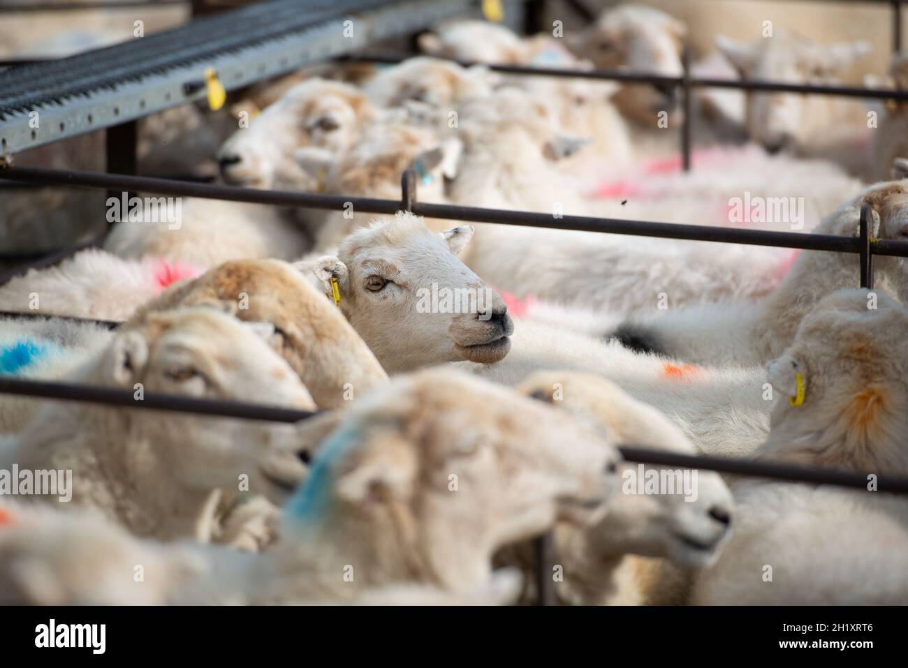 Farm animals pens hi-res stock photography and images - Alamy