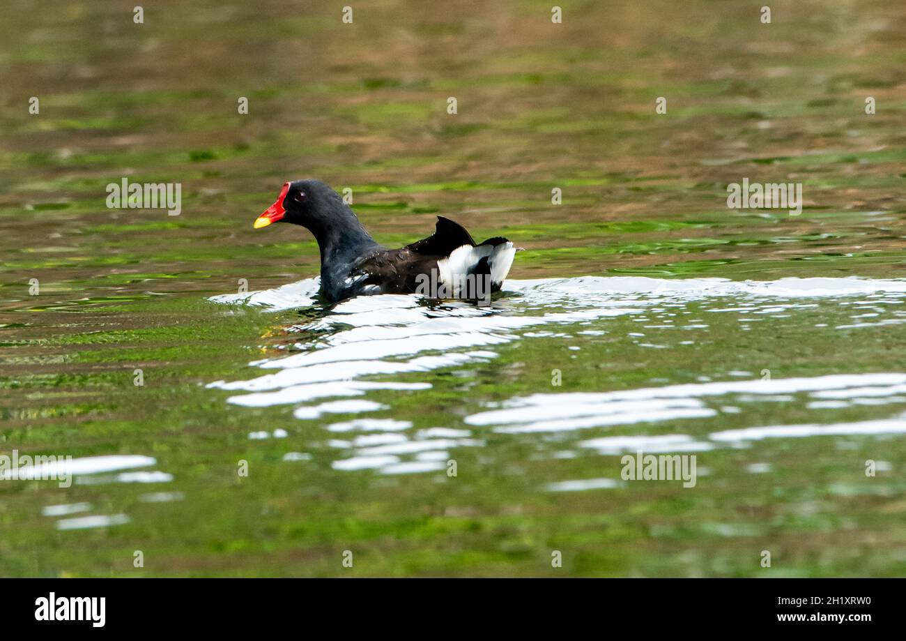 Bird moorhen hi-res stock photography and images - Alamy
