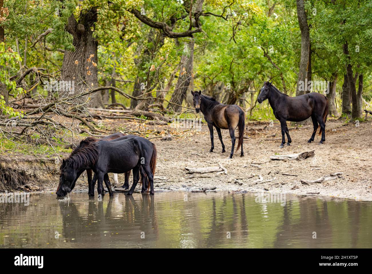 Wild horses drinking in Letea forest from Danube Delta in Romania Stock ...