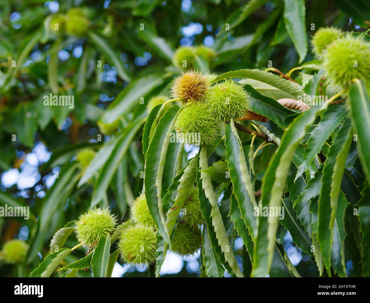 Castanea mollissima plant hi-res stock photography and images - Alamy