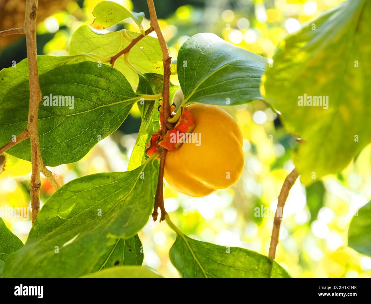 Trees with edible fruits hi-res stock photography and images - Alamy