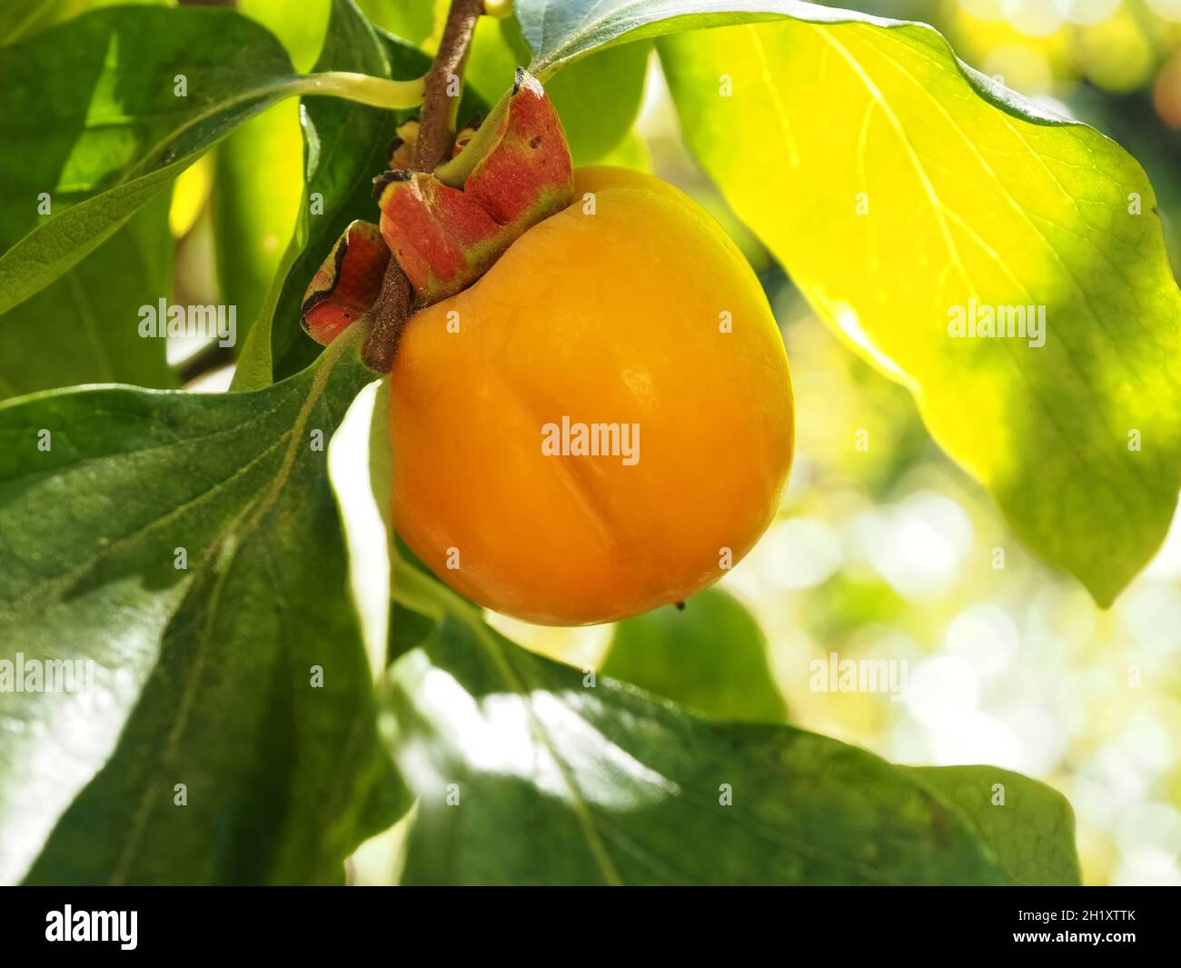kaki persimmon fruits on a tree Stock Photo - Alamy