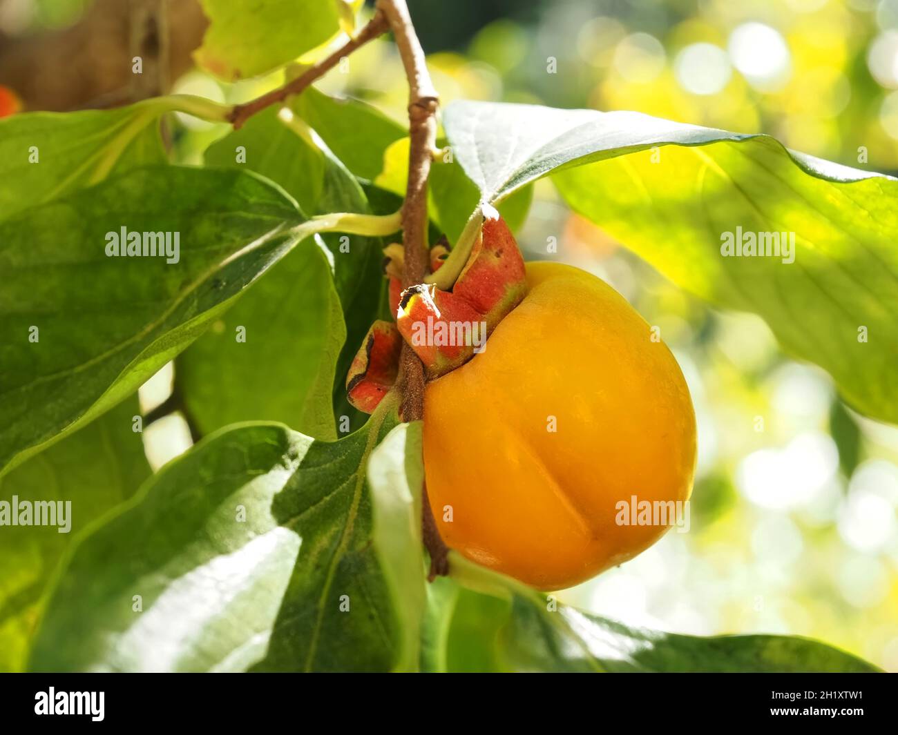Persimmon trees hi-res stock photography and images - Alamy