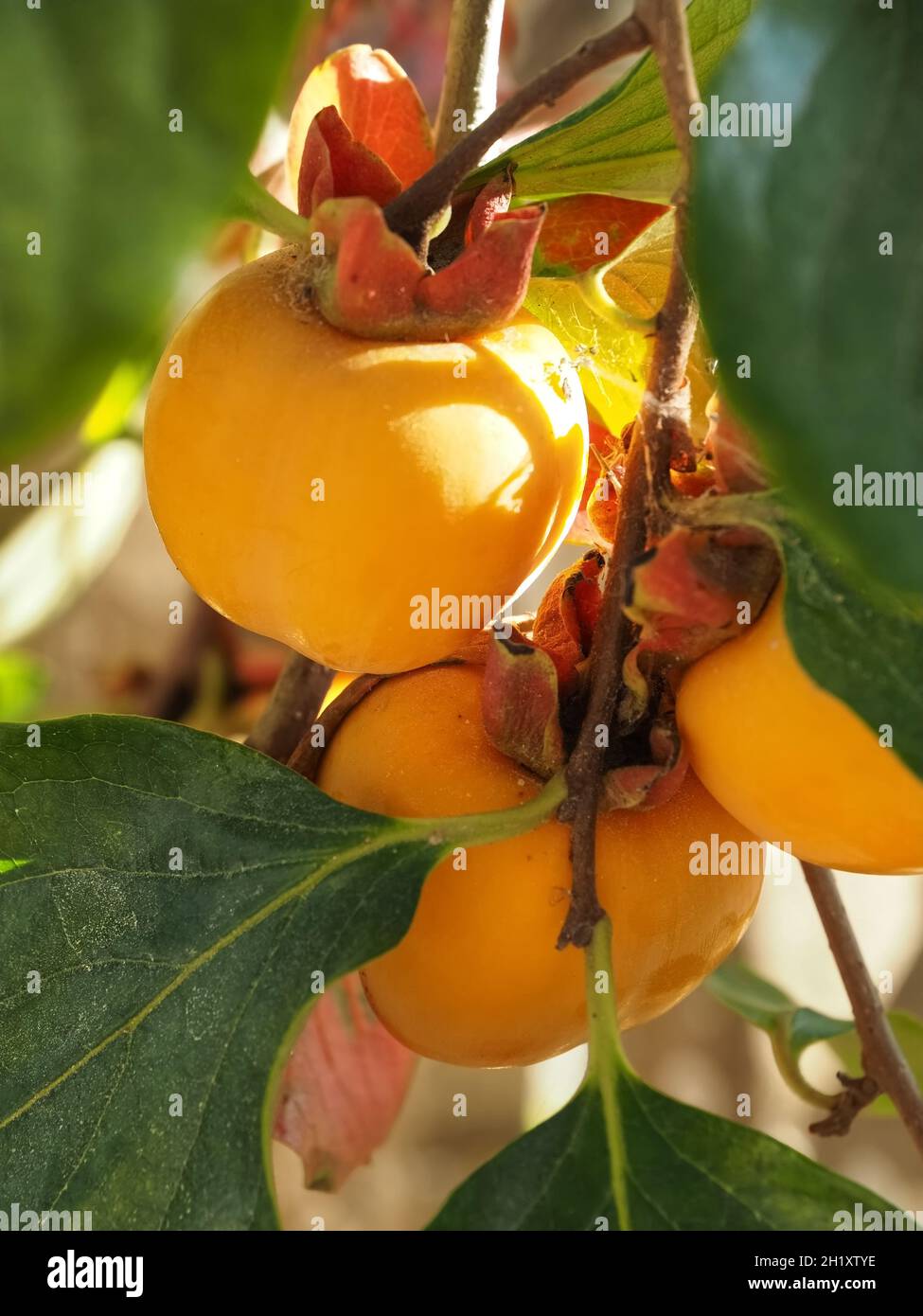 kaki persimmon fruits on a tree Stock Photo - Alamy