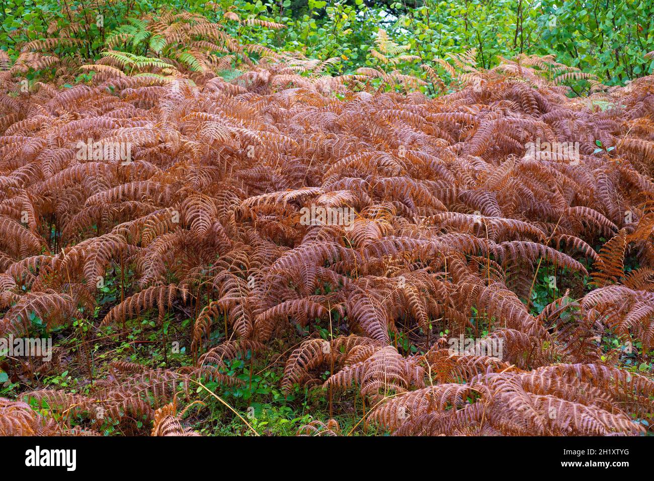 The bracken hi-res stock photography and images - Alamy
