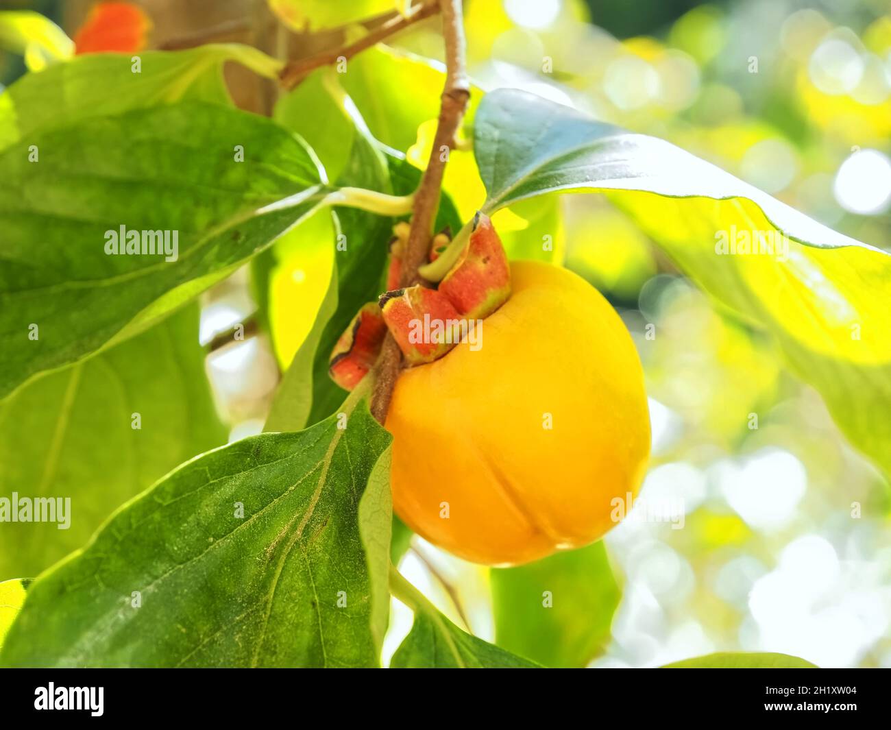 kaki persimmon fruits on a tree Stock Photo - Alamy