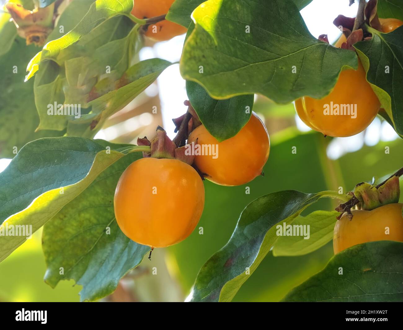 kaki persimmon fruits on a tree Stock Photo - Alamy