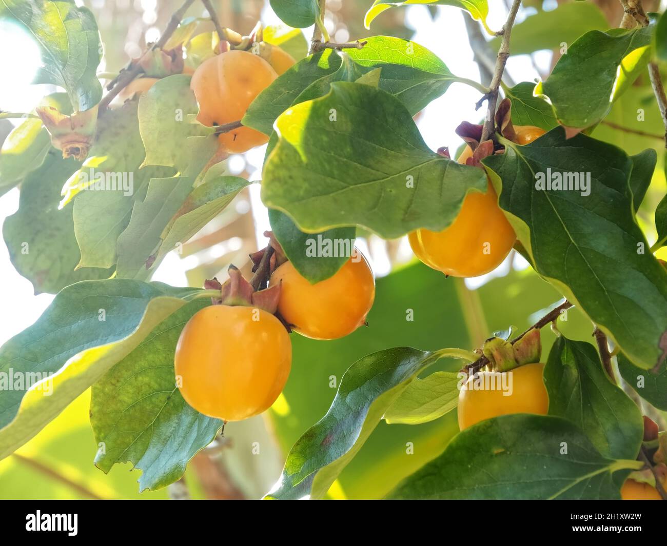 Kaki plum trees hi-res stock photography and images - Alamy