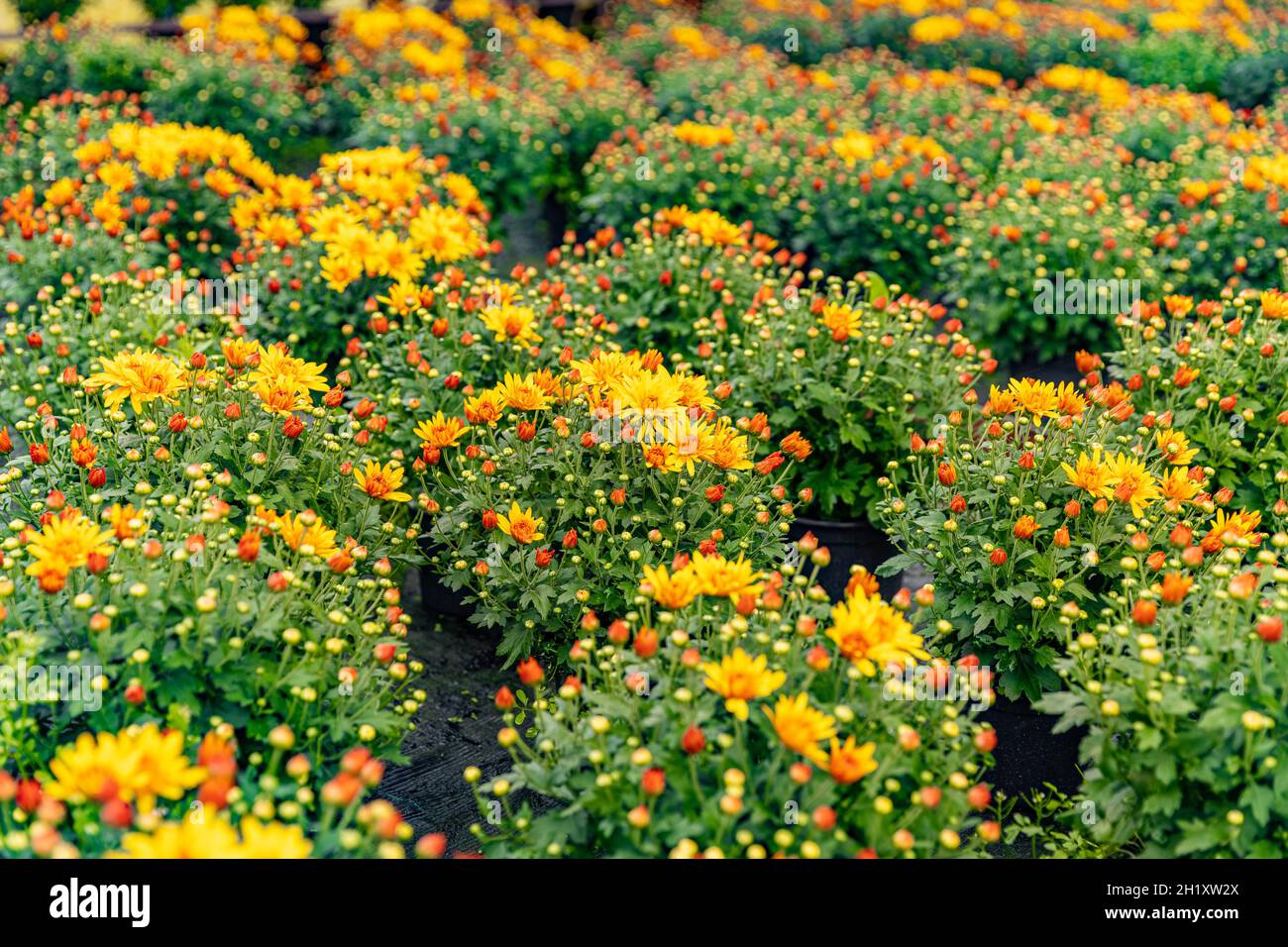 Flowers production and cultivation close up. Chrysanthemums in the ...