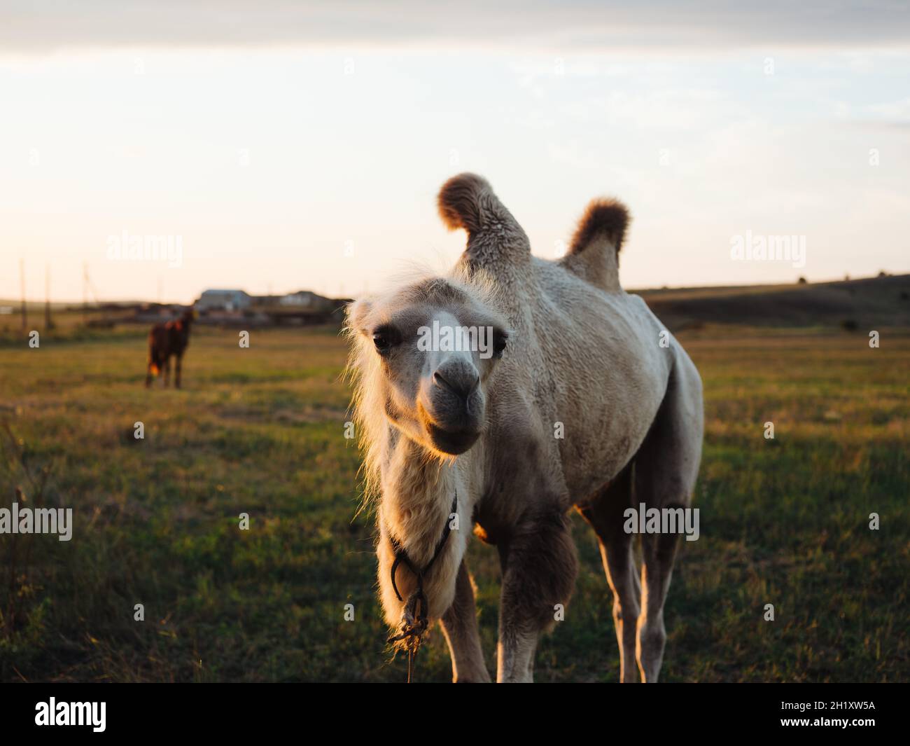camel in the field eat grass farm animals landscape nature Stock Photo ...