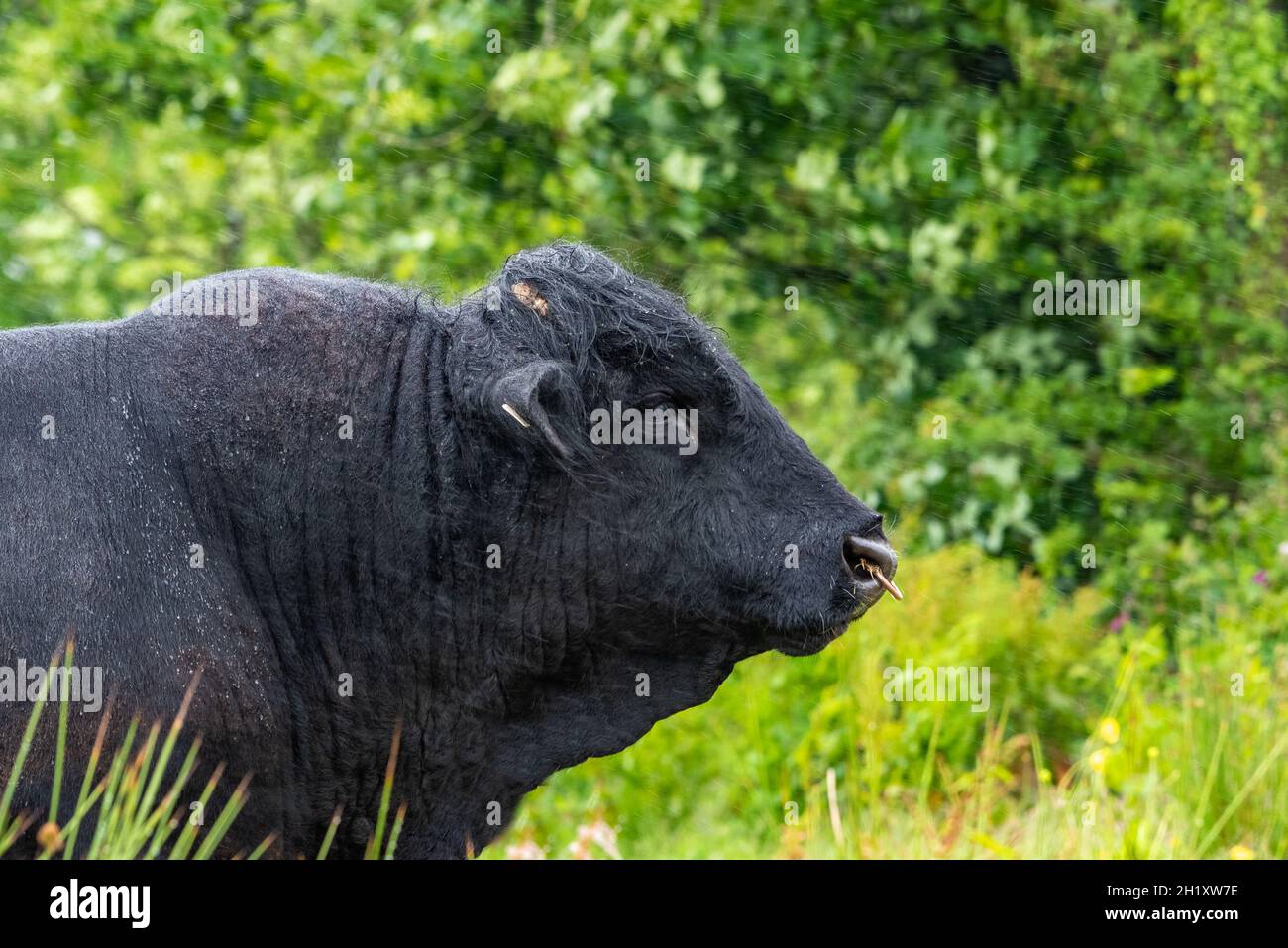 A Welsh Black beef bull in the rain, North Wales, UK Stock Photo - Alamy