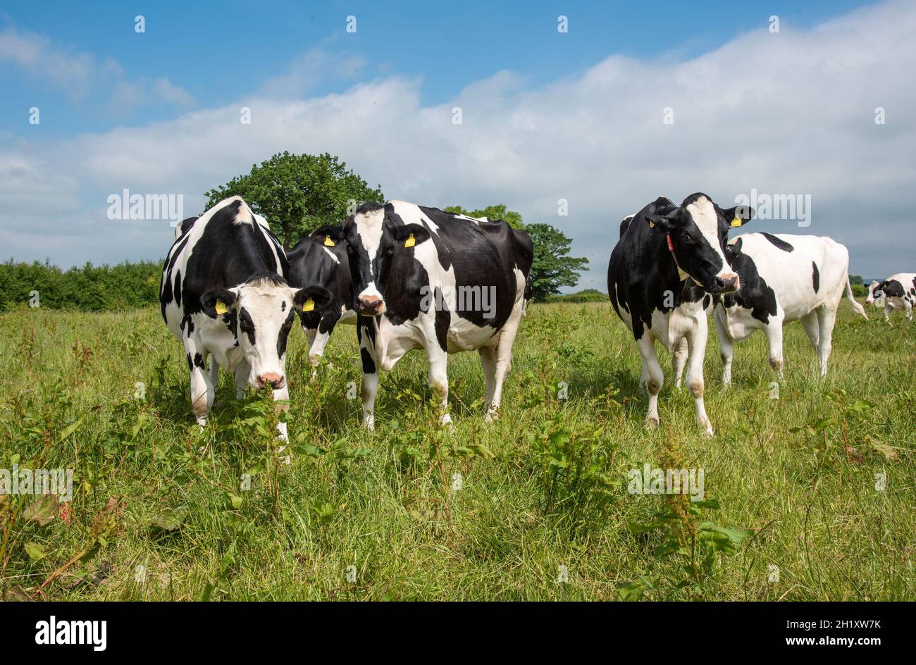 Dairy animals hi-res stock photography and images - Alamy