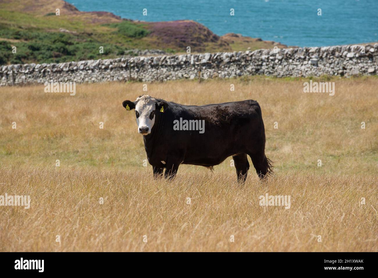 Black beef cattle hi-res stock photography and images - Alamy