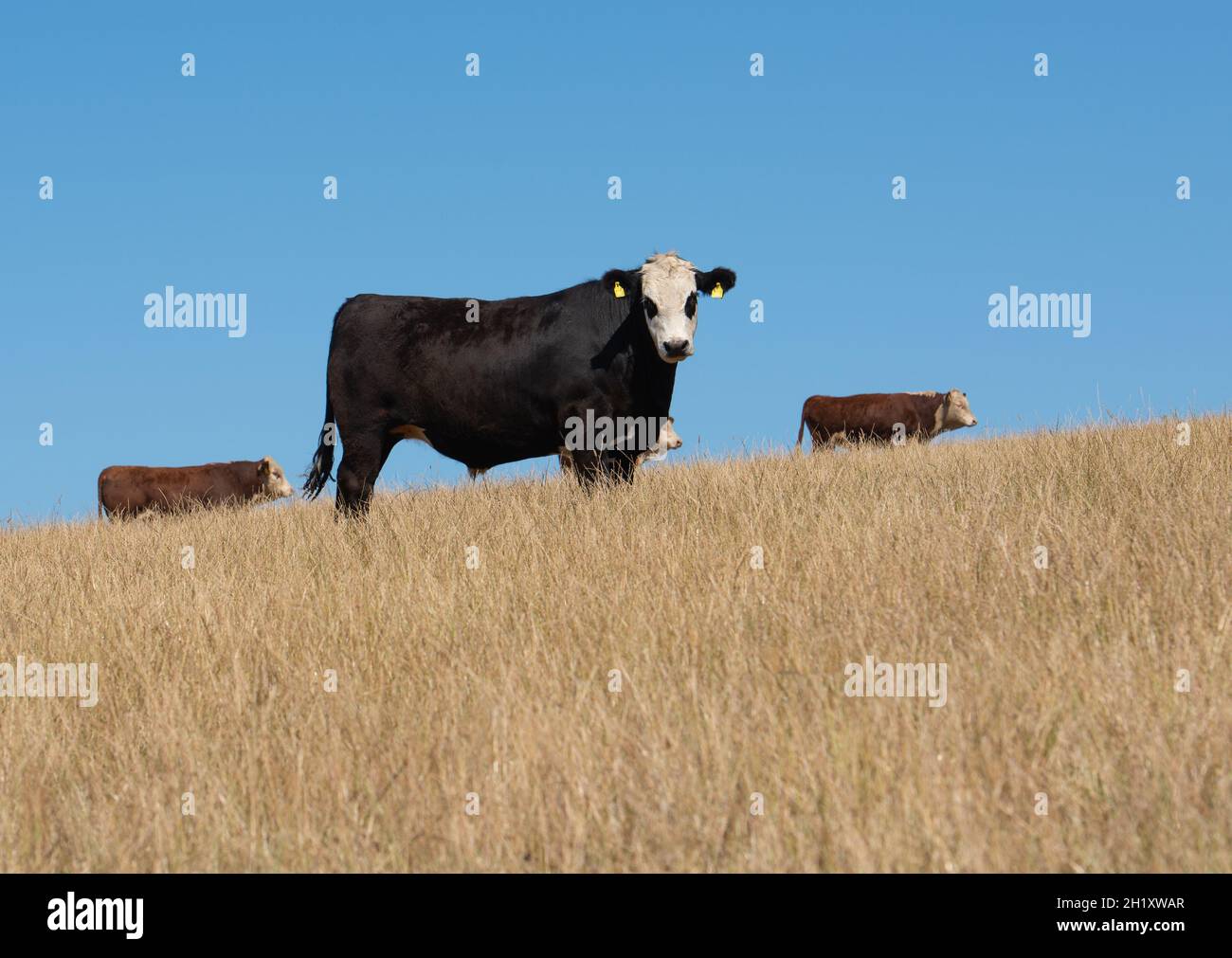Black baldy steer hi-res stock photography and images - Alamy