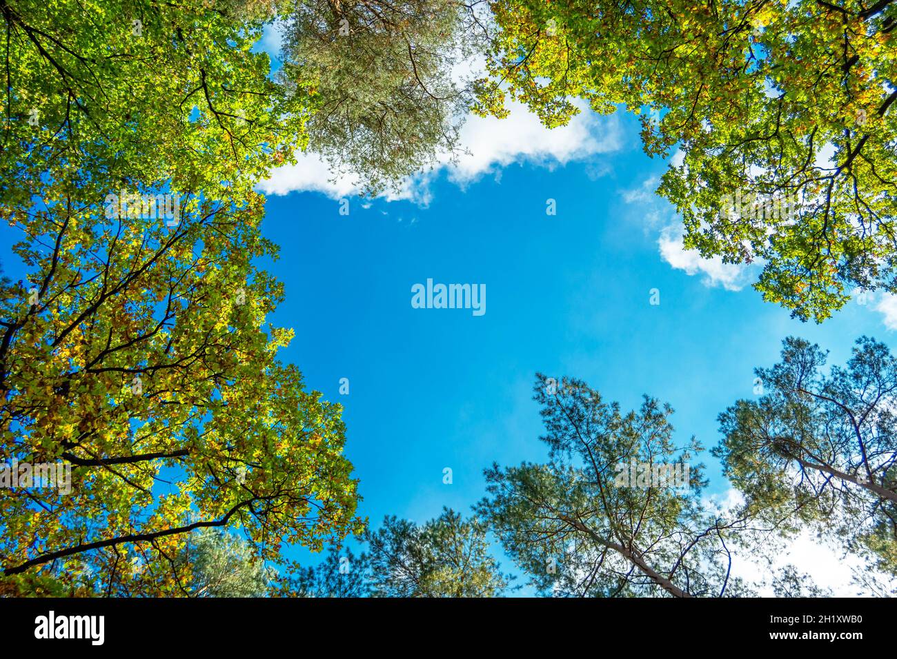Tops of the trees and blue sky, October day Stock Photo - Alamy
