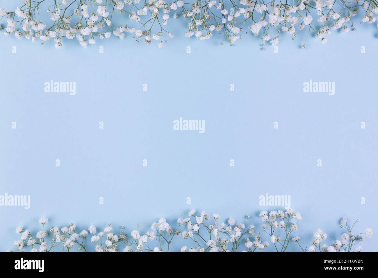 white baby breath s flower border blue background with copy space ...