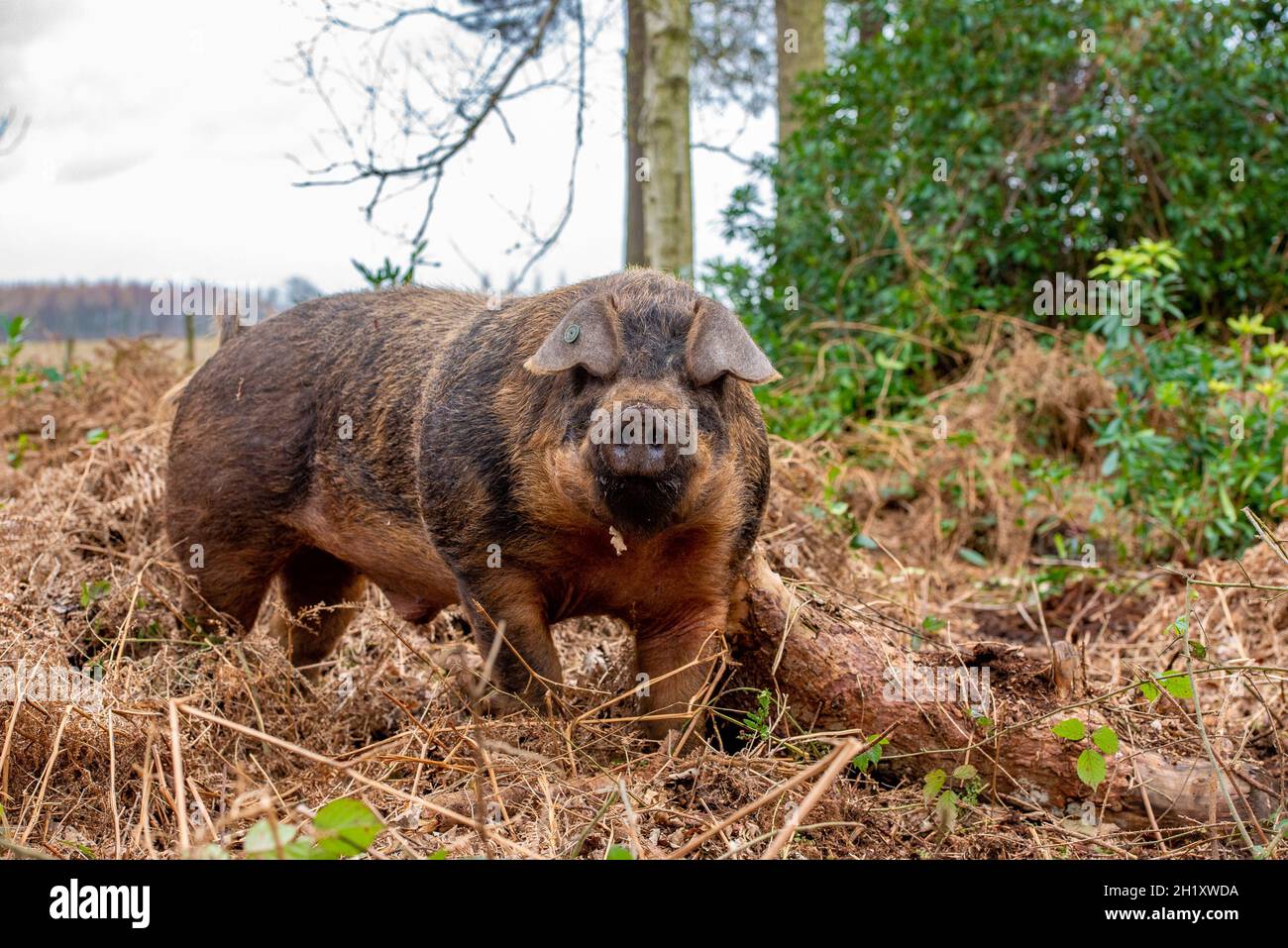 A Duroc boar in woodland, Yorkshire, UK Stock Photo - Alamy