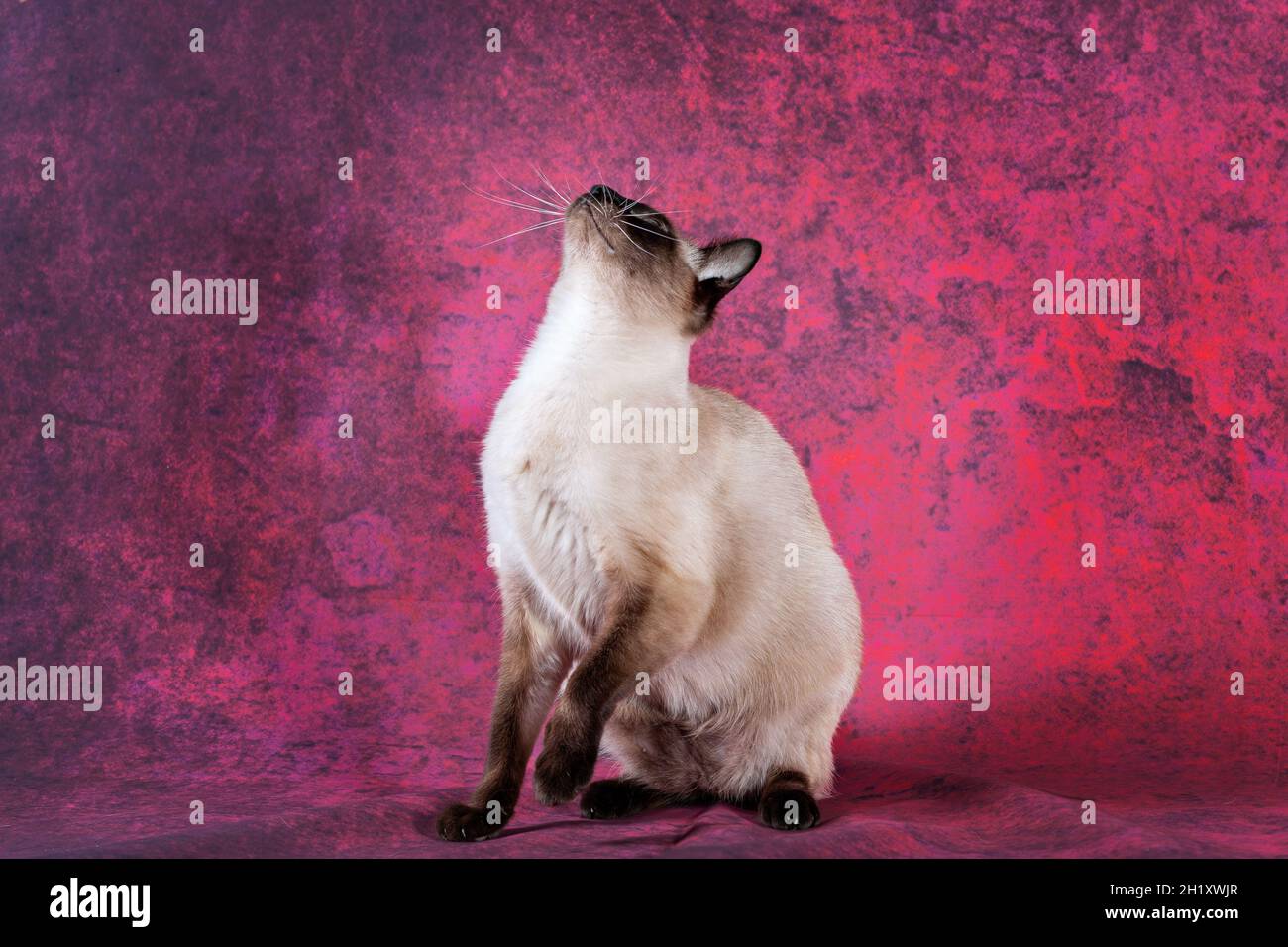 Mottled Look High Resolution Stock Photography and Images - Alamy