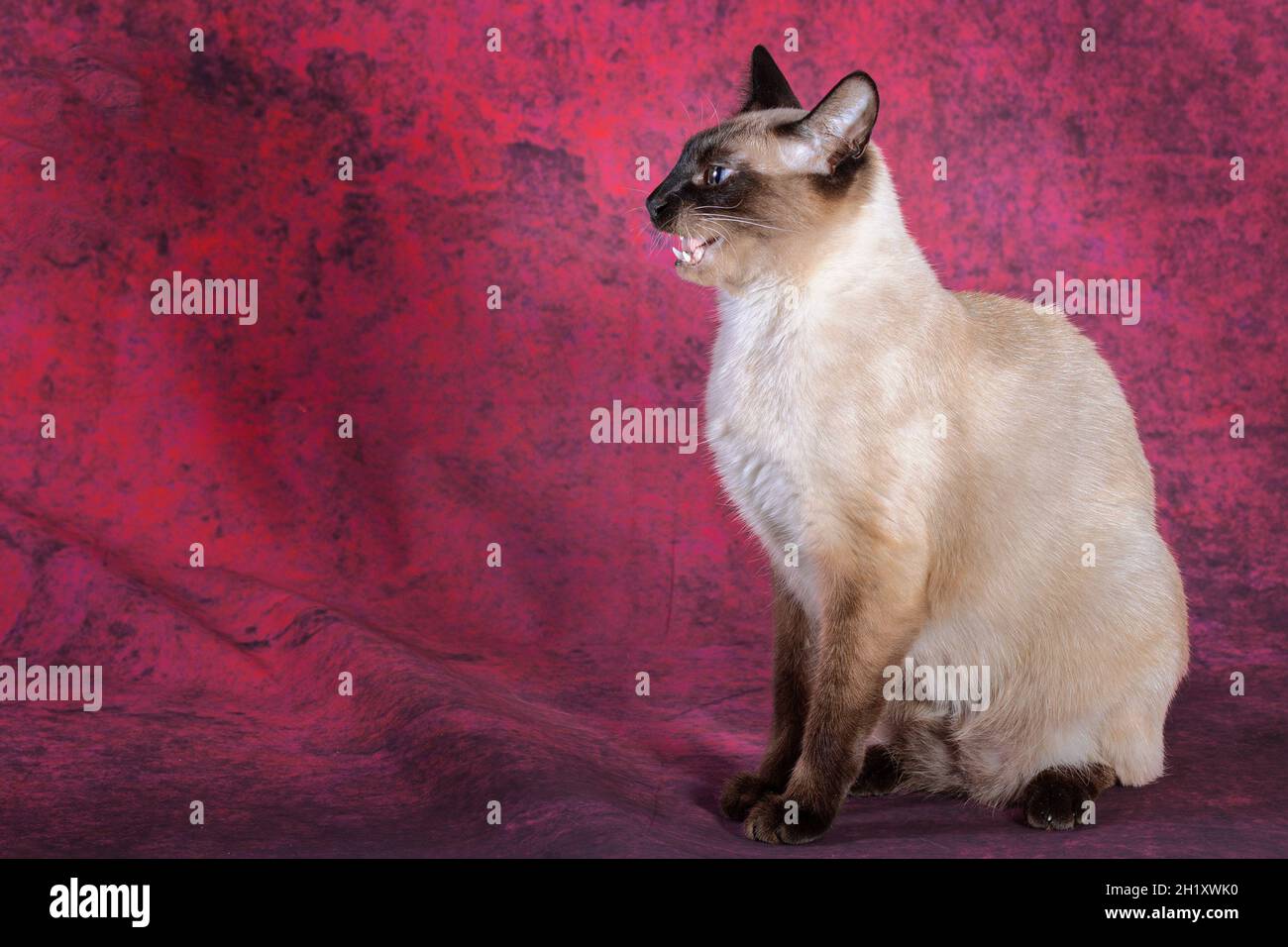 The Thai Siamese cat sits and meows loudly and opens its mouth wide ...