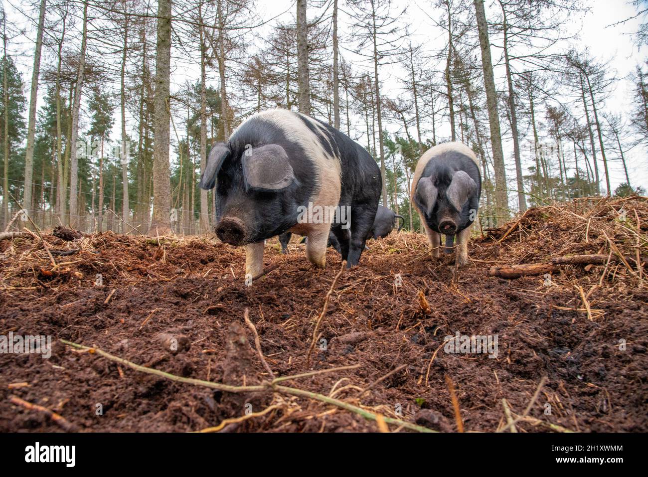Gilts and sows hi-res stock photography and images - Alamy