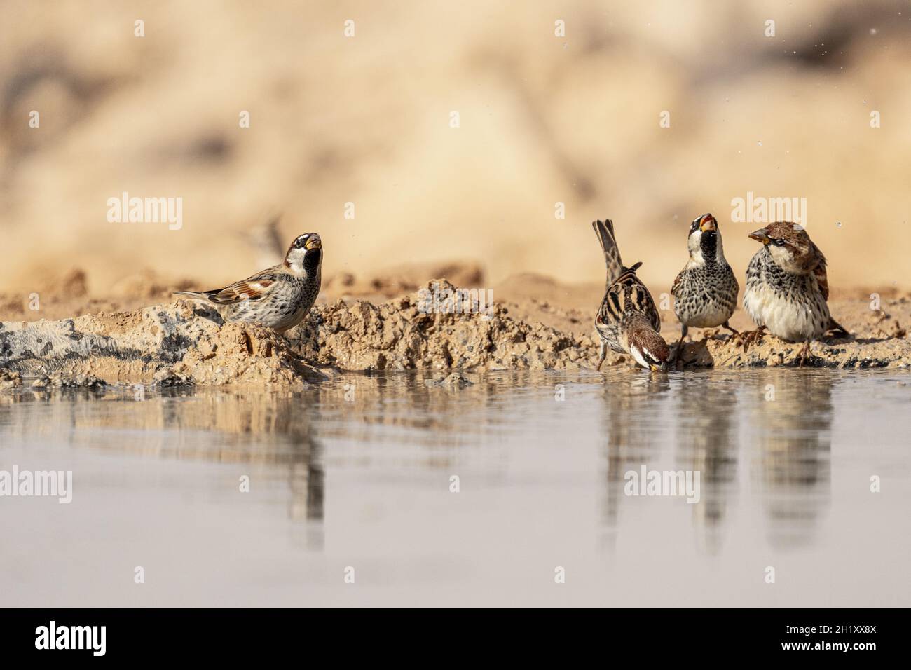 Spanish sparrow or willow sparrow (Passer hispaniolensis Stock Photo ...