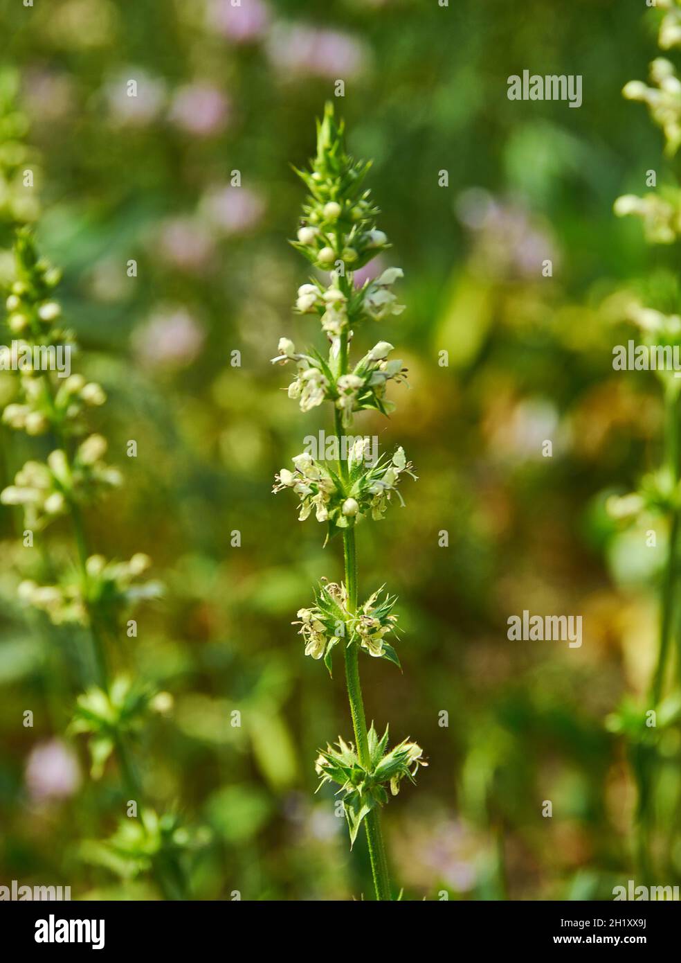 Stachys recta is herbaceous perennial plant of the family Lamiaceae ...