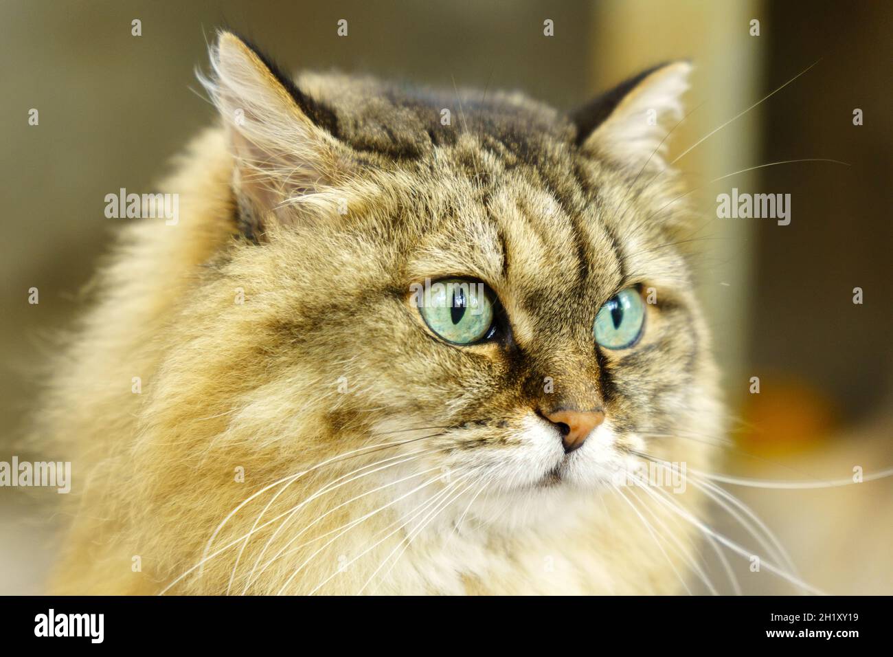 Portrait of a fluffy brown cat with green eyes in nature, close up ...