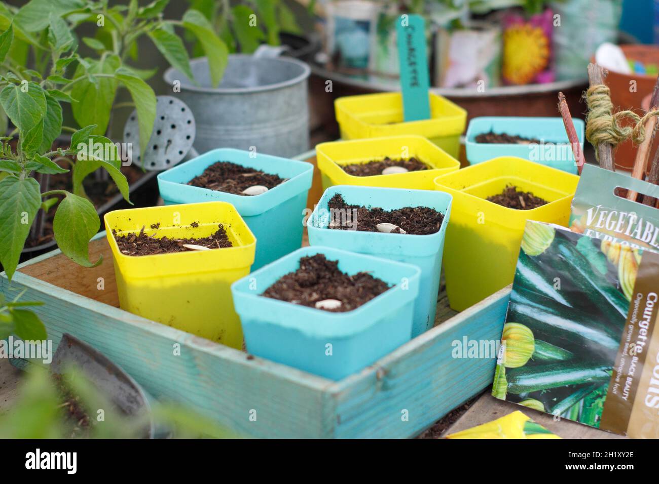 Sowing courgette seed in pots. Sowing courgettes by placing each seed ...