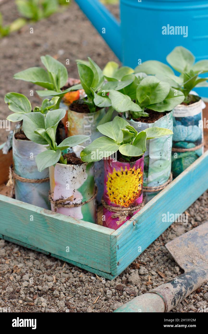 Planting fava beans hi-res stock photography and images - Alamy