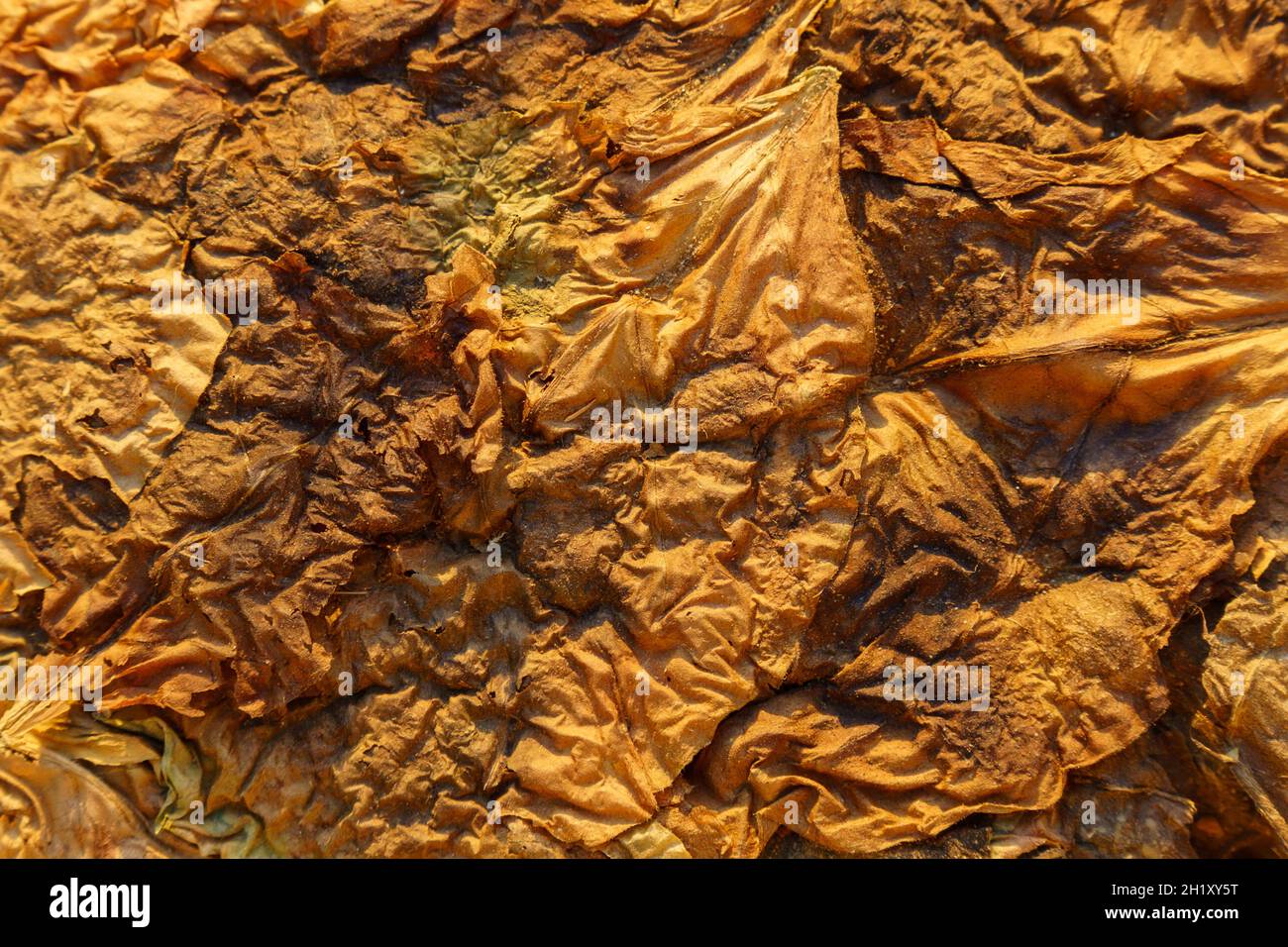Dry tobacco leaves close-up. Background texture. Tobacco cultivation ...