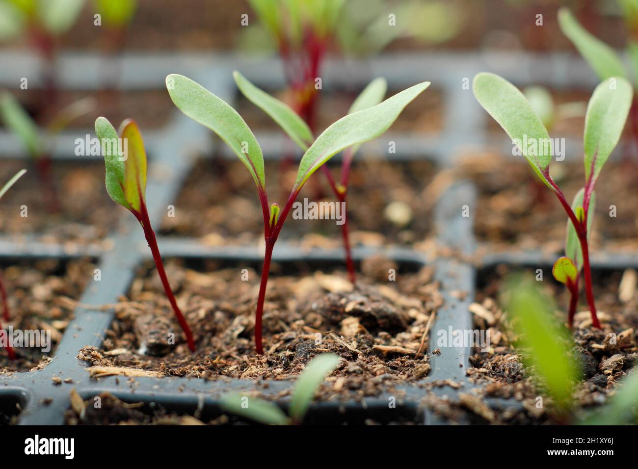 Planting beetroot seeds hi-res stock photography and images - Alamy