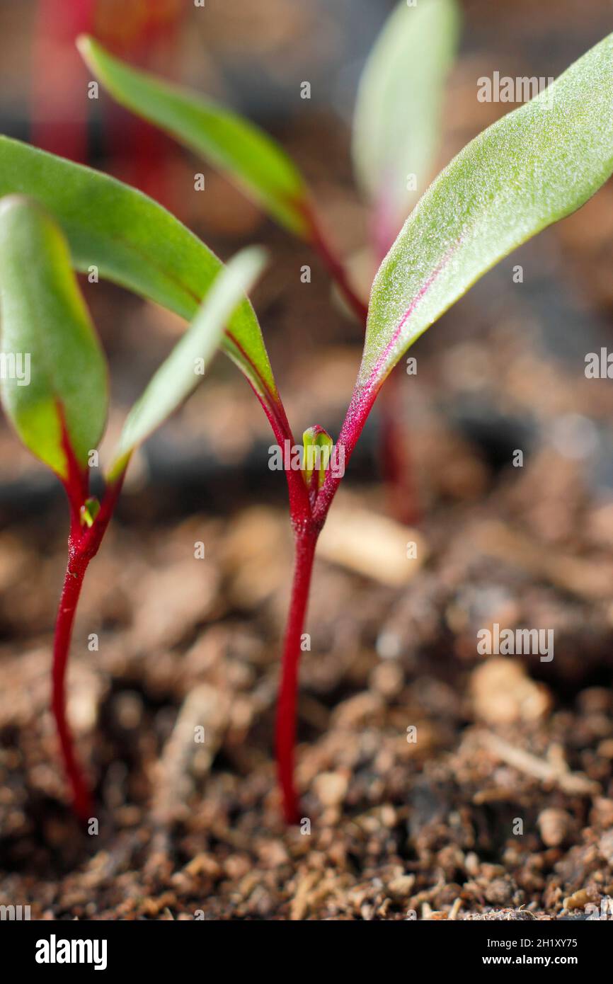 Beetroot seedlings growing in a modular tray. Beta vulgaris 'Detroit 2 ...