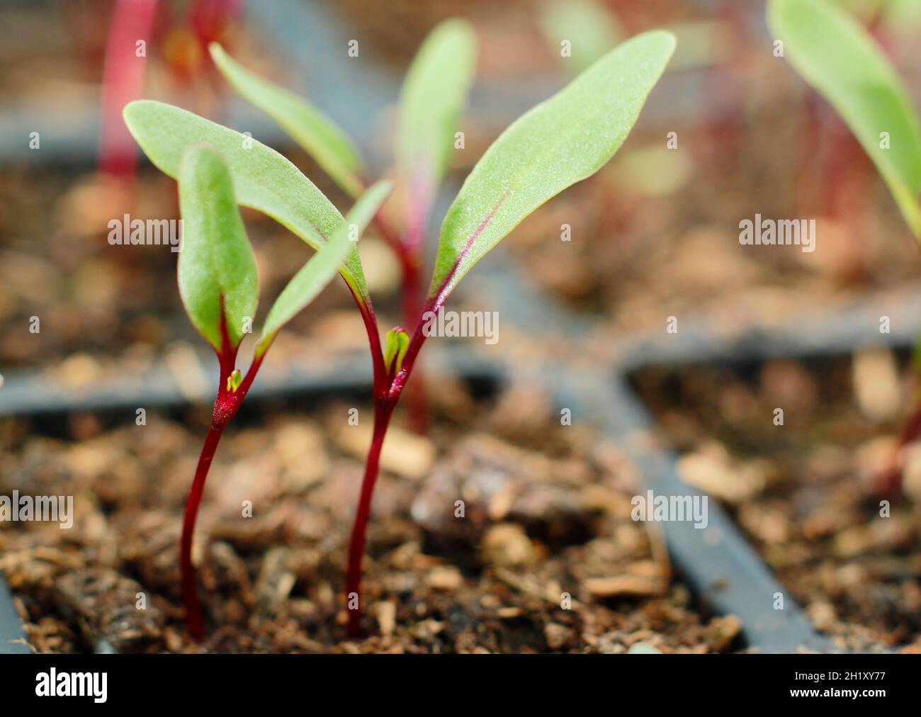 Beetroot seedlings growing in a modular tray. Beta vulgaris 'Detroit 2 ...