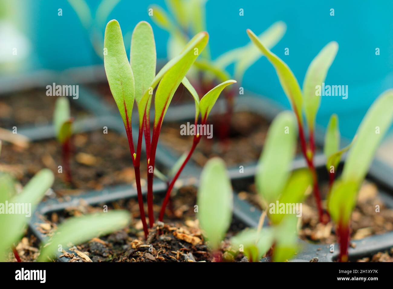 Beetroot seedlings growing in a modular tray. Beta vulgaris 'Detroit 2 ...
