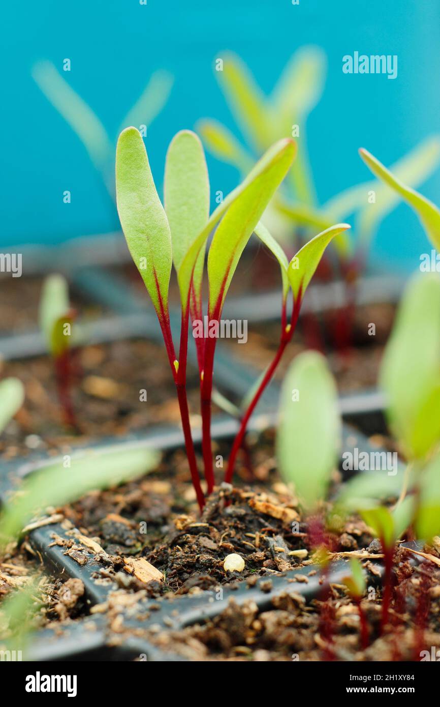 Beetroot seedlings growing in a modular tray. Beta vulgaris 'Detroit 2 ...
