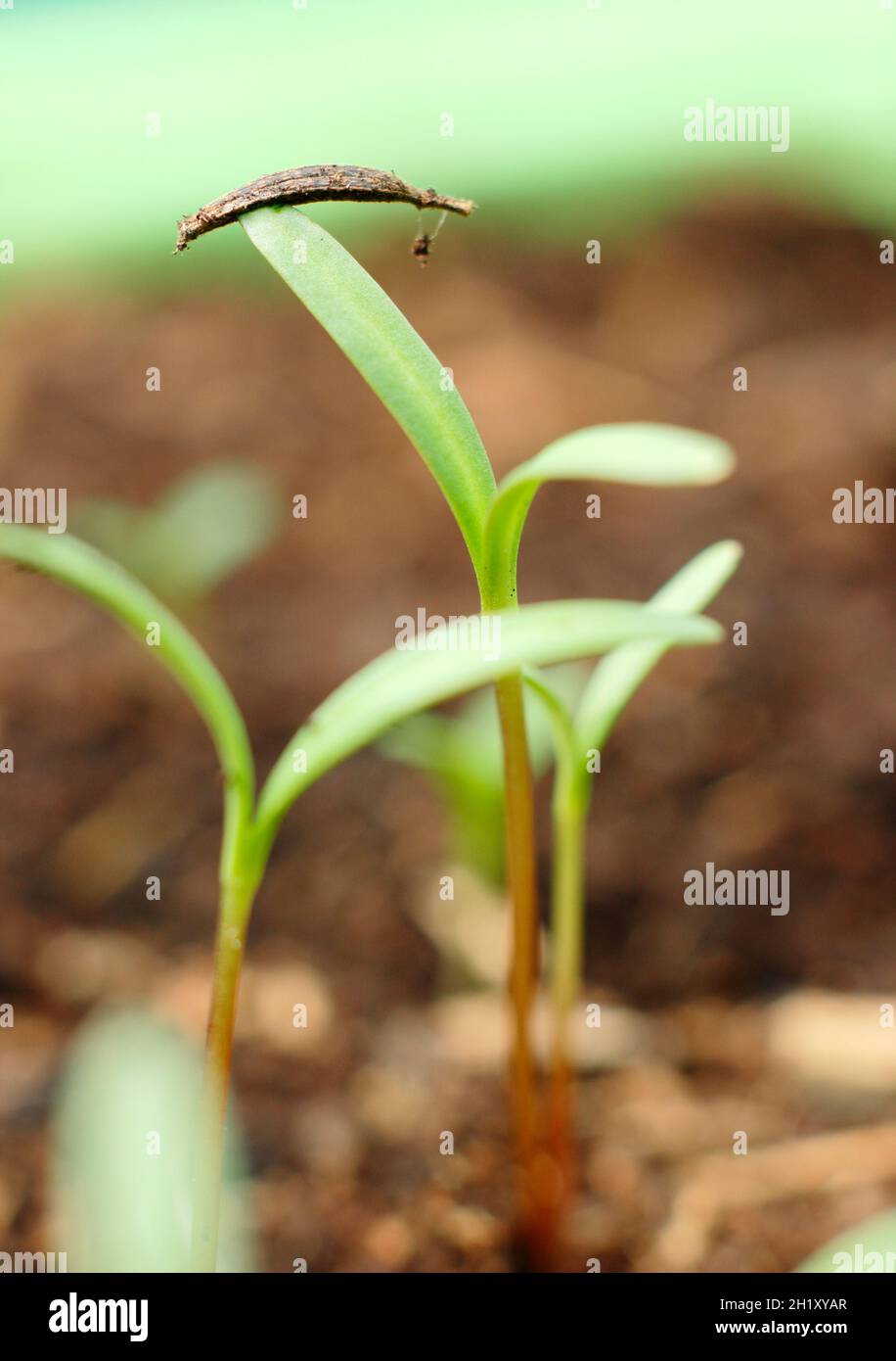 Cosmos Seedlings High Resolution Stock Photography and Images - Alamy