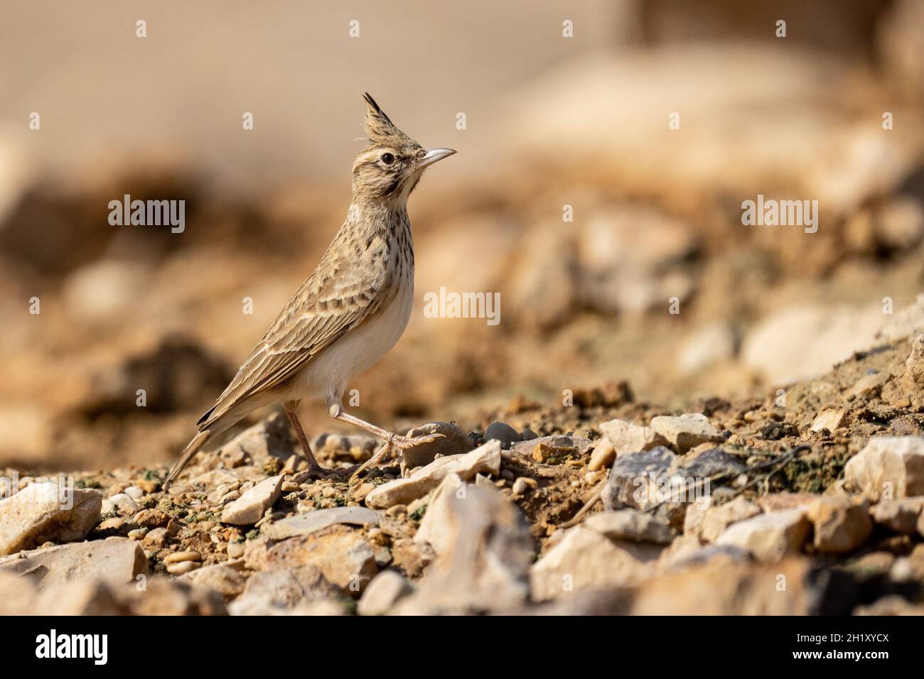crested lark (Galerida cristata Stock Photo - Alamy
