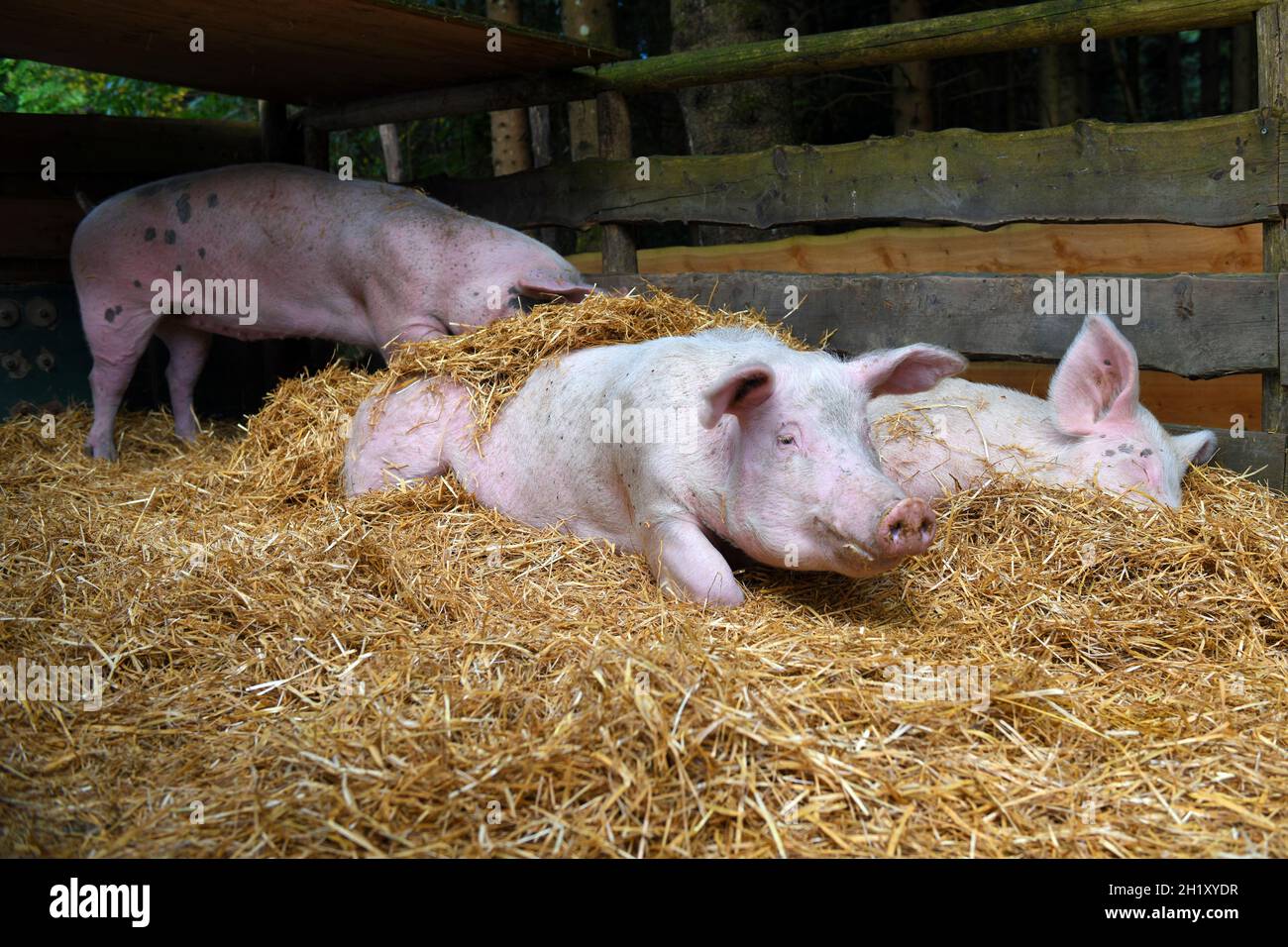 Tierhof Gut Aiderbichl in Salzburg, Österreich, Europa - Animal farm ...