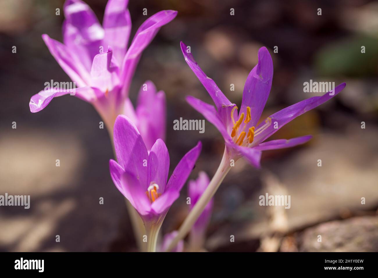 Autumn flowers - blue crocuses on a background of bokeh Stock Photo - Alamy