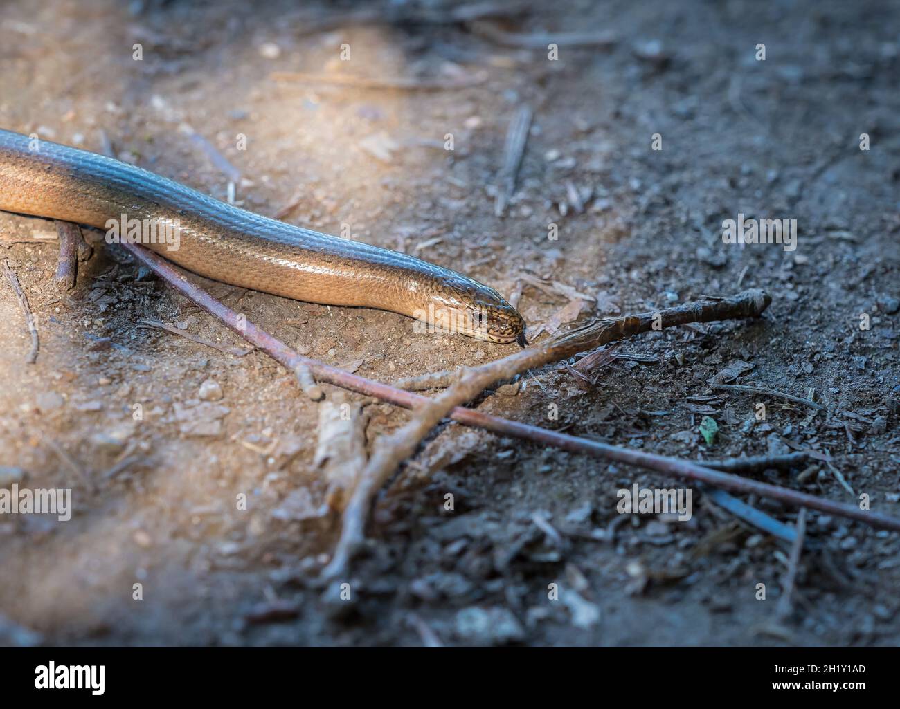 Ground python hi-res stock photography and images - Alamy
