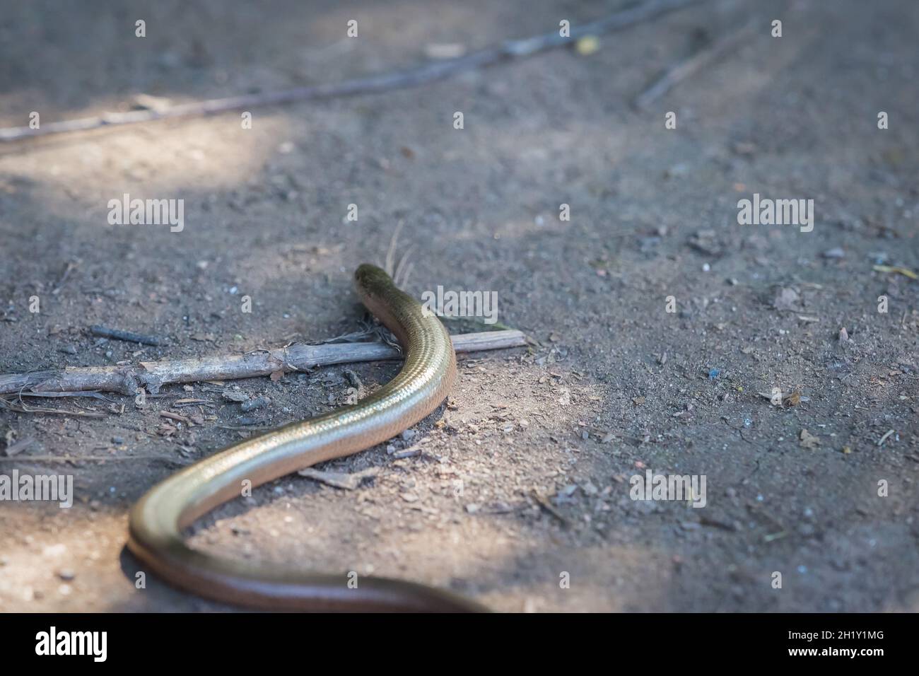 Thunder snake hi-res stock photography and images - Alamy