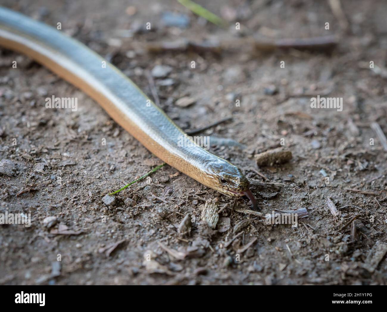 Thunder snake hi-res stock photography and images - Alamy