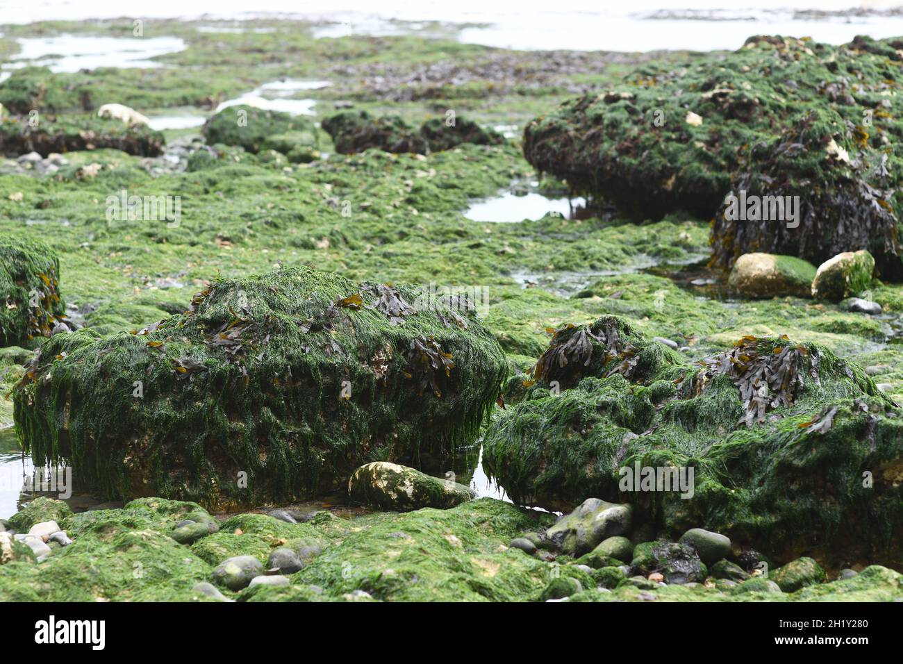 Algae and seaweed Stock Photo - Alamy