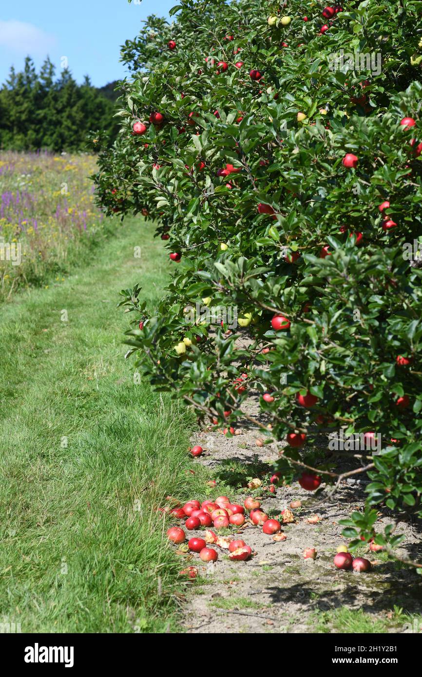 English apple varieties hi-res stock photography and images - Alamy