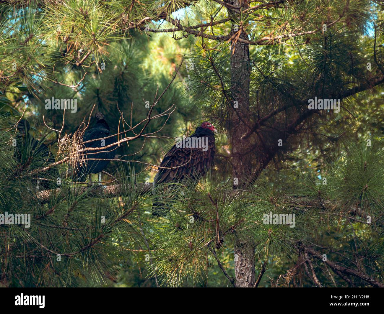 Short legs and tail hi-res stock photography and images - Alamy