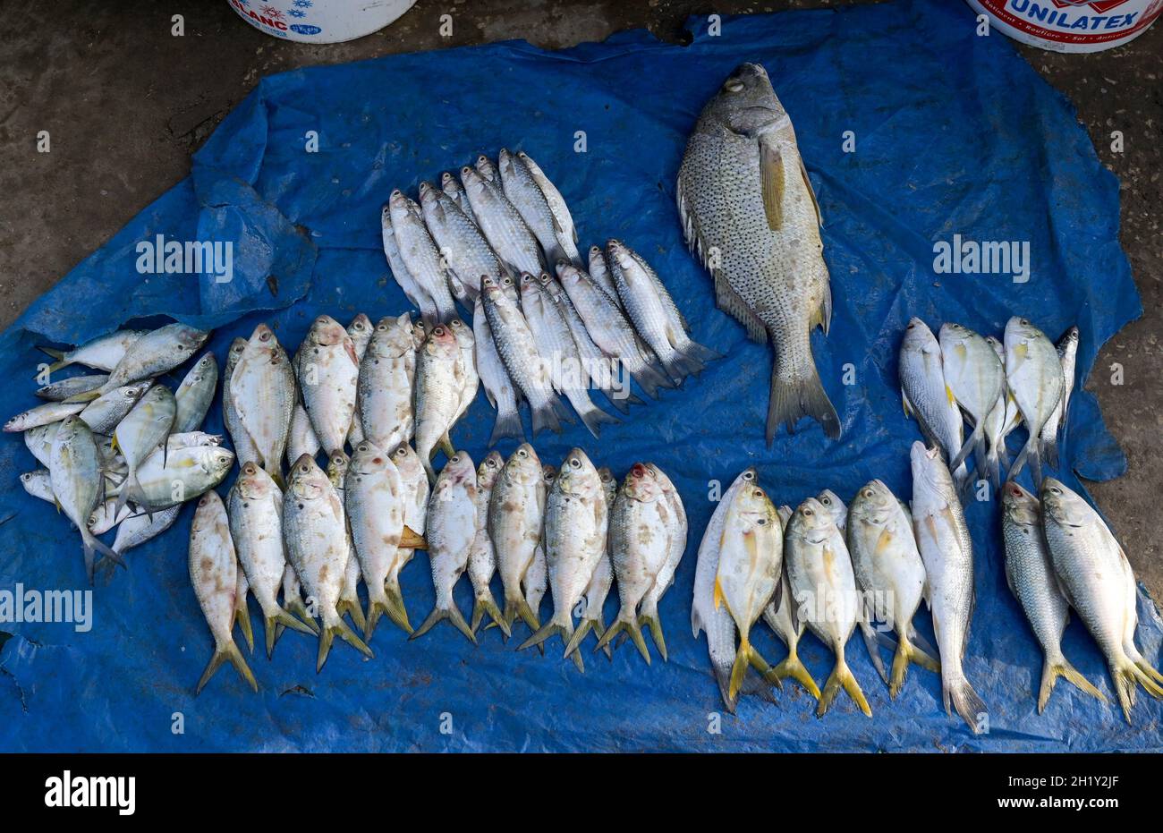 SENEGAL, Casamance, Ziguinchor, fishing port and fish market ...