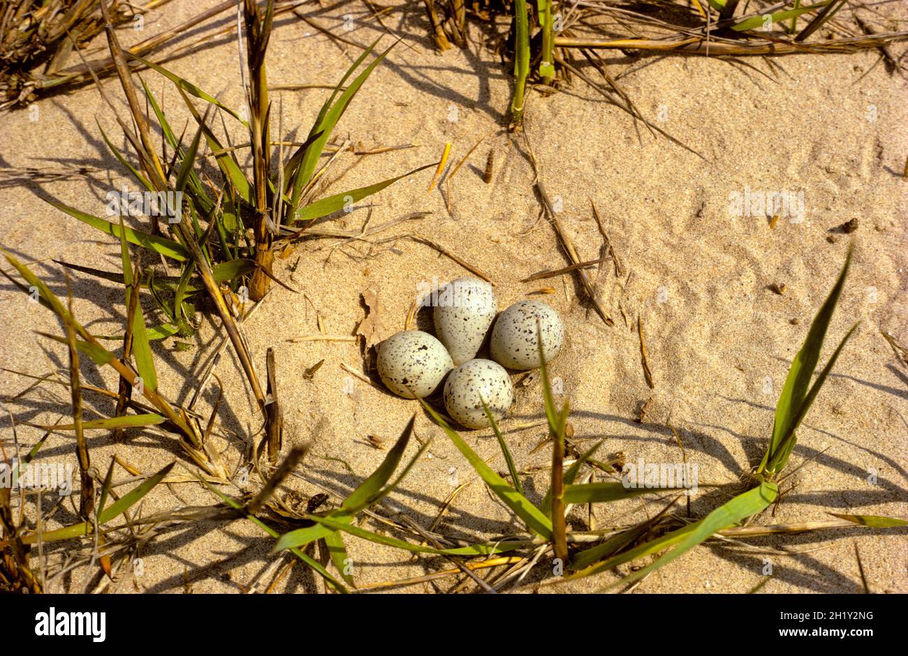 Ground nest scrape hi-res stock photography and images - Alamy