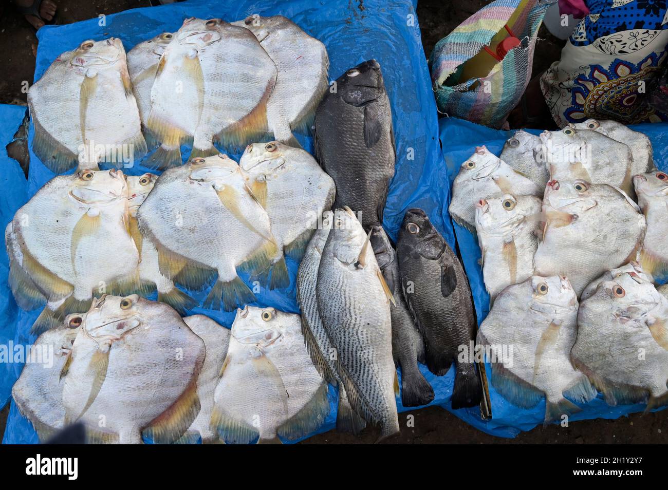 SENEGAL, Casamance, Ziguinchor, fishing port and fish market ...